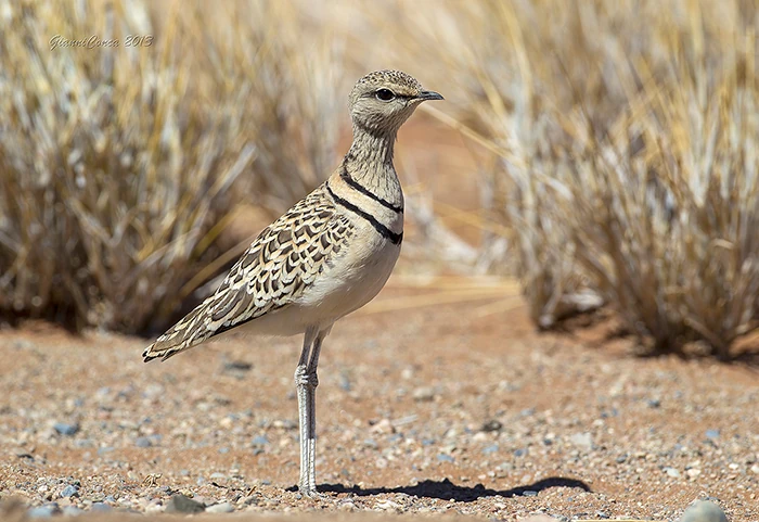 Double-banded Courser | Animal Database | Fandom