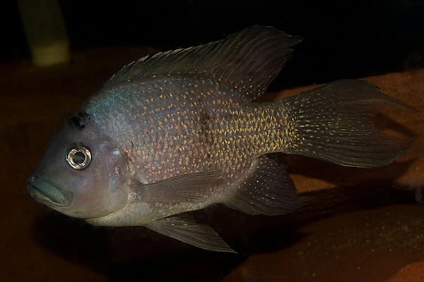 Ptychochromis | Animal Database | Fandom