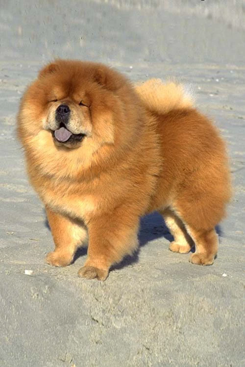 Chow Chow | Animal Database | Fandom
