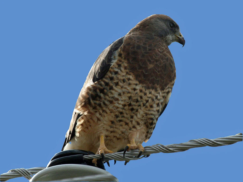 Swainson's Hawk | Animal Database | Fandom