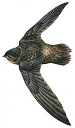 Lesser Antillean Swift | Animal Database | Fandom