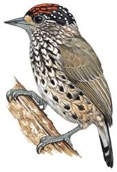 Ocellated Piculet | Animal Database | Fandom