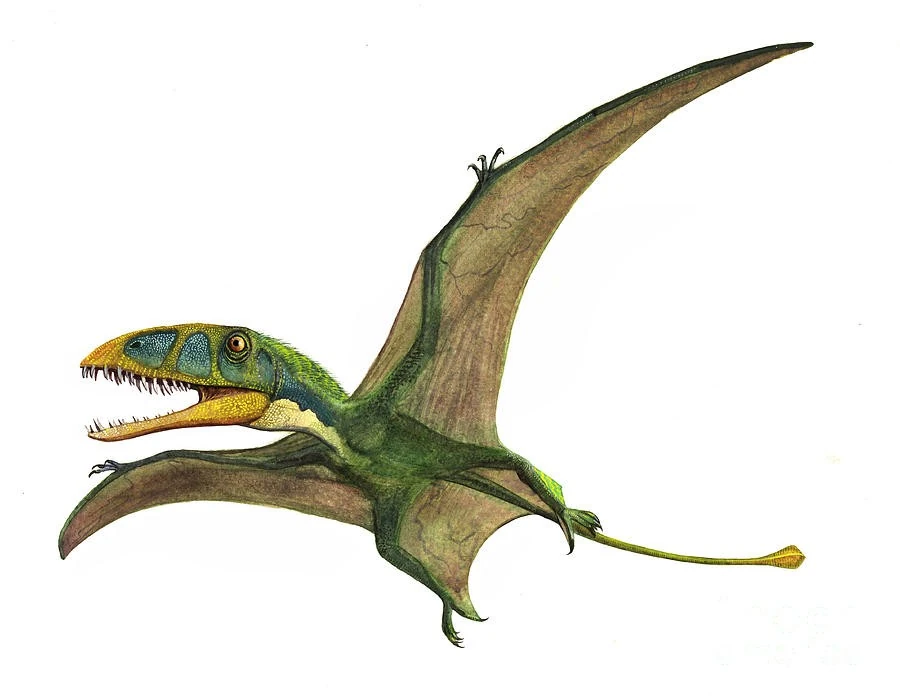 Dimorphodon | Animal Database | Fandom