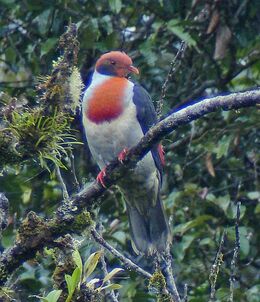 Flame-breasted Fruit Dove | Animal Database | Fandom