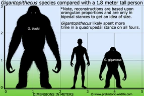 Gigantopithecus-blacki | Animal Database | Fandom