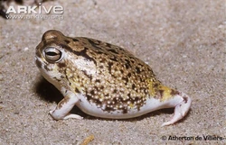 Desert Rain Frog | Animal Database | Fandom