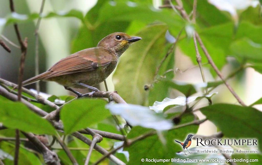 Clytorhynchus | Animal Database | Fandom