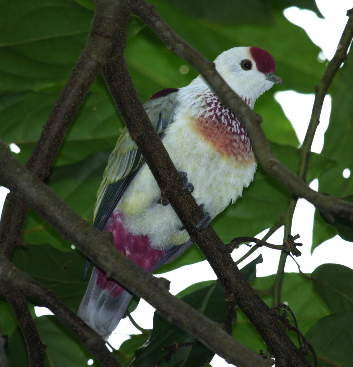 Many-coloured Fruit Dove | Animal Database | Fandom