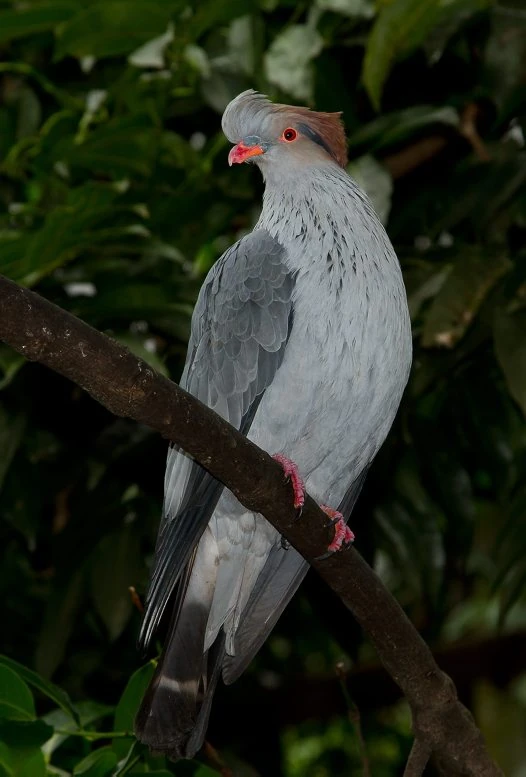 Topknot Pigeon | Animal Database | Fandom