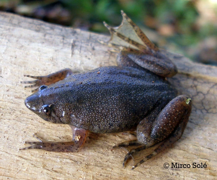 Carvalho's Surinam Toad | Animal Database | Fandom