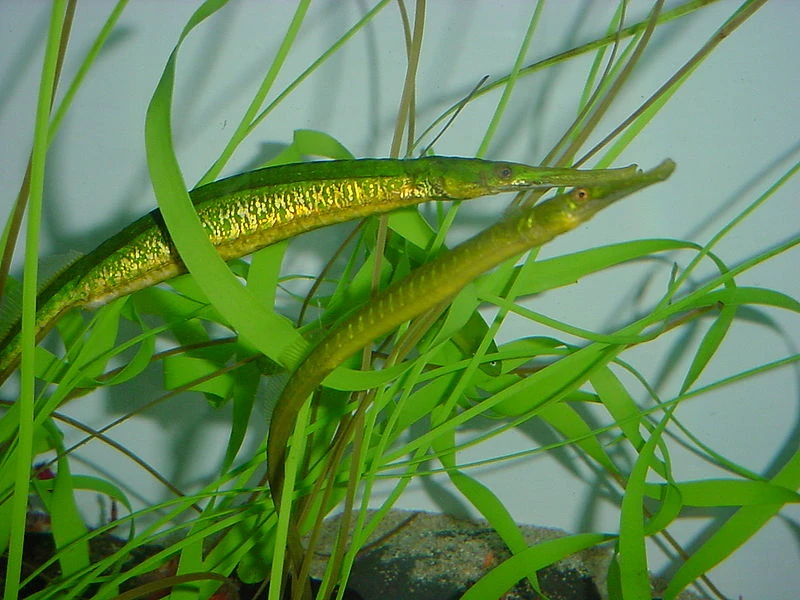 Darkflank Pipefish | Animal Database | Fandom
