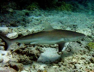 Galapagos shark | Animal Database | Fandom