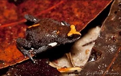 Red-crowned Toadlet | Animal Database | Fandom