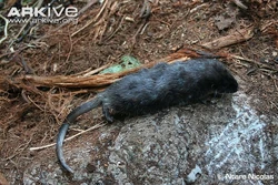 Ruwenzori Otter Shrew | Animal Database | Fandom
