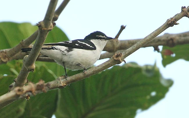 White-browed Triller | Animal Database | Fandom