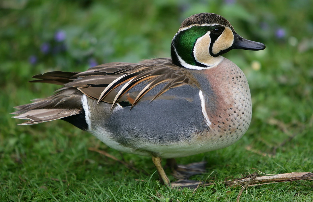 Baikal Teal | Animal Database | Fandom