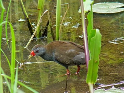 Neocrex | Animal Database | Fandom