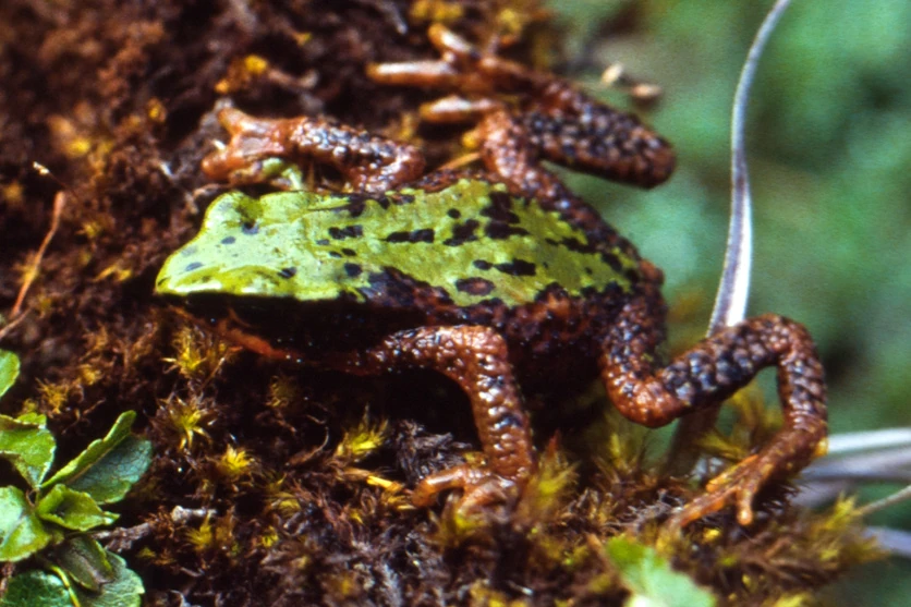 Arthur's Stubfoot Toad | Animal Database | Fandom