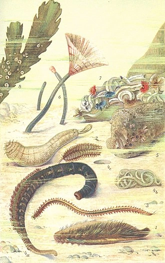 Echiurus echiurus | Animal Database | Fandom