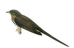 Barred Long-tailed cuckoo | Animal Database | Fandom