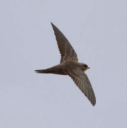 Cape Verde Swift | Animal Database | Fandom