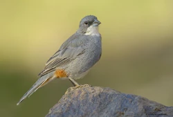 Common Diuca Finch | Animal Database | Fandom