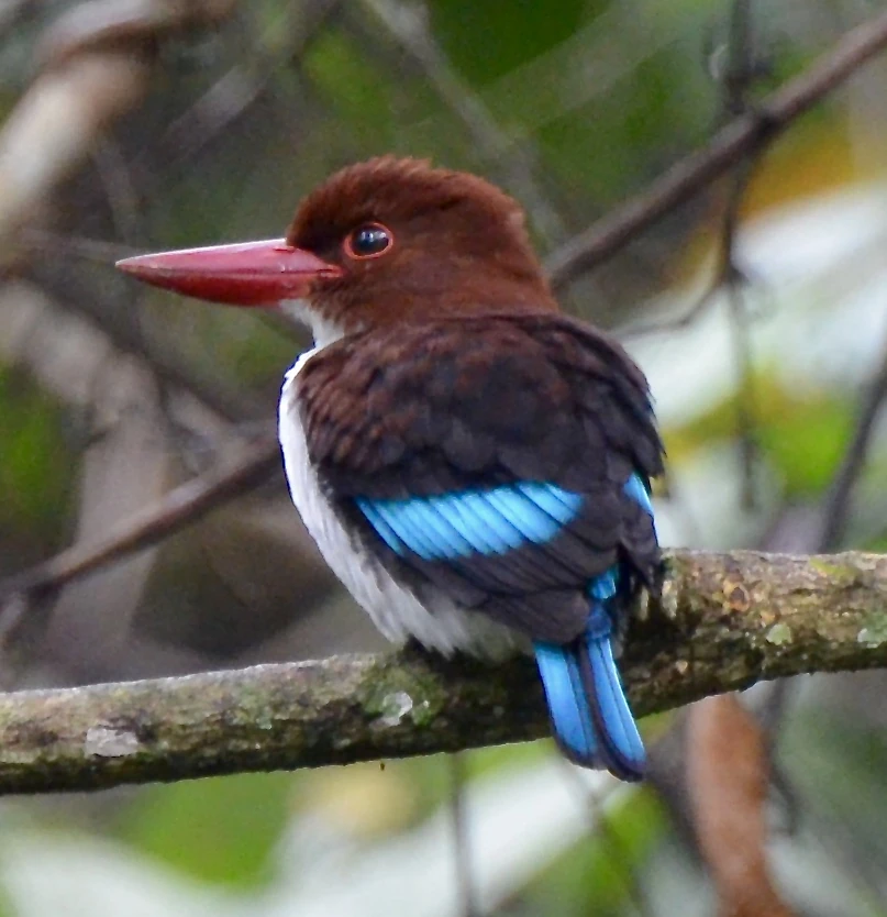 Chocolate-backed Kingfisher | Animal Database | Fandom