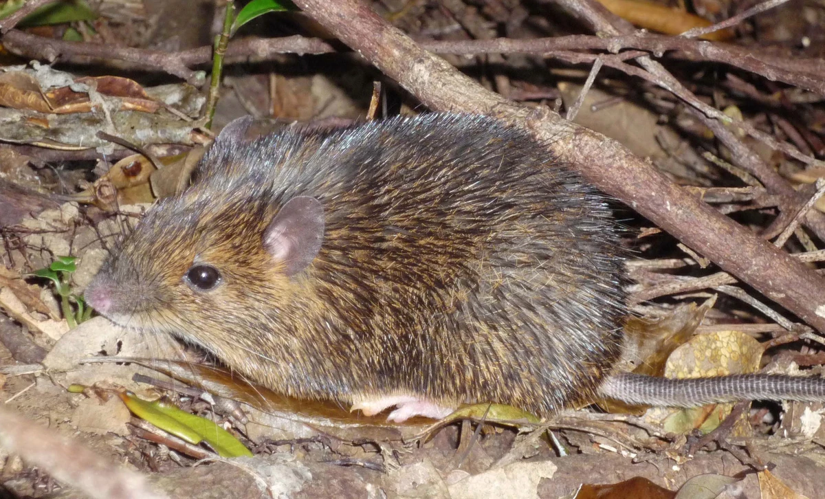 Spiny Rat | Animal Database | Fandom