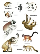 Megaladapis | Animal Database | Fandom