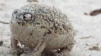 Desert Rain Frog | Animal Database | Fandom