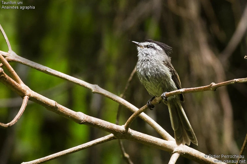 Unstreaked Tit-tyrant | Animal Database | Fandom