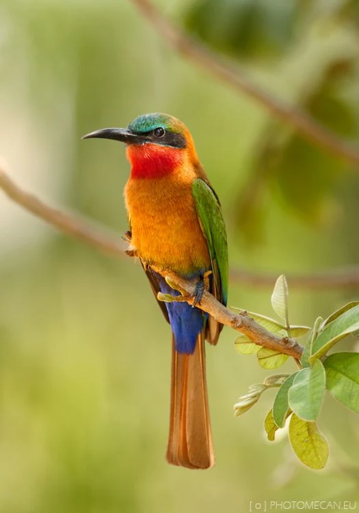 Red-throated Bee-eater | Animal Database | Fandom