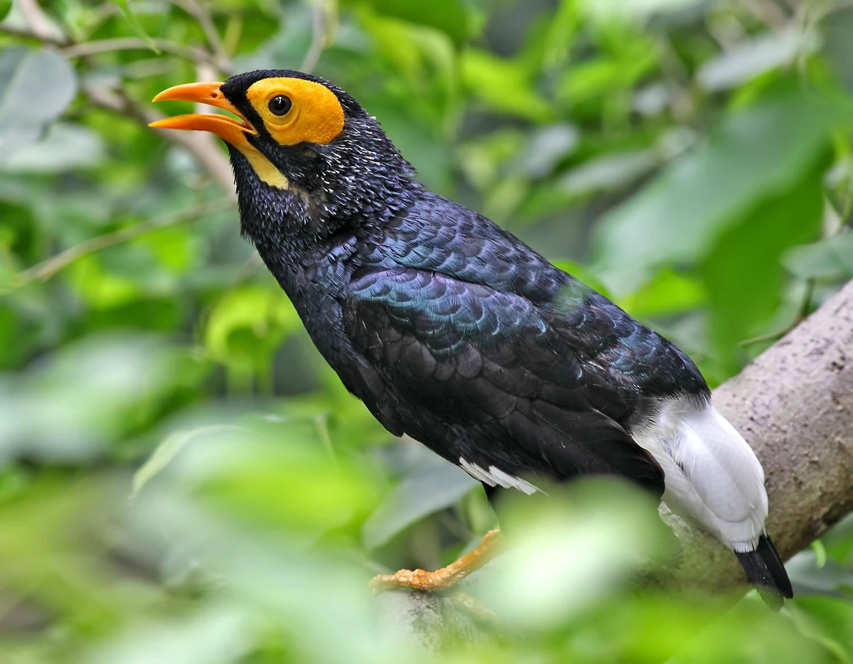 Yellow-faced Myna | Animal Database | Fandom