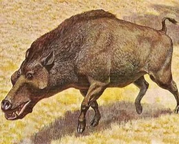 Daeodon | Animal Database | Fandom