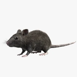Blue-gray Mouse | Animal Database | Fandom