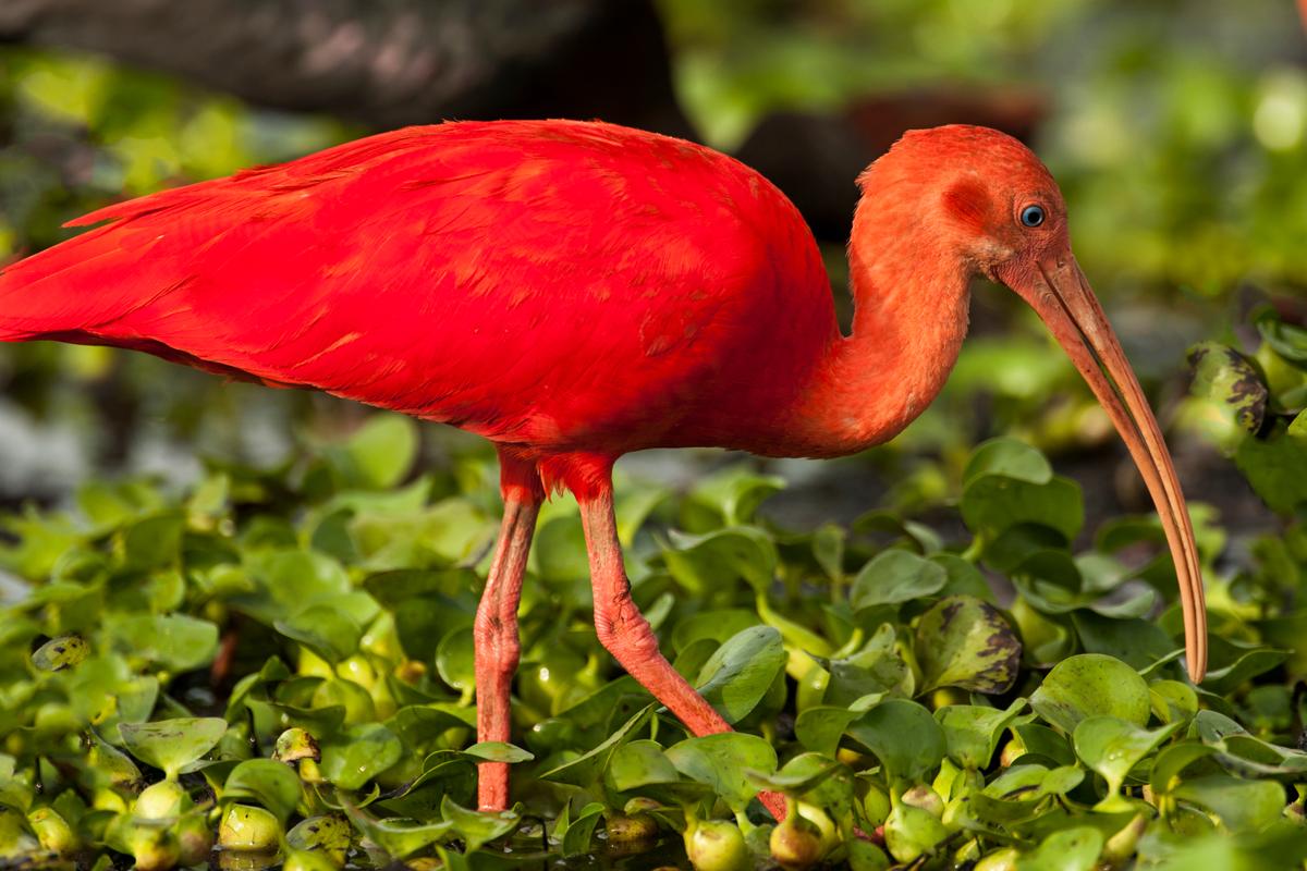 Scarlet Ibis | Animal Database | Fandom
