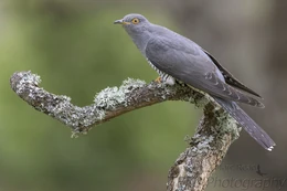 Cuculus | Animal Database | Fandom