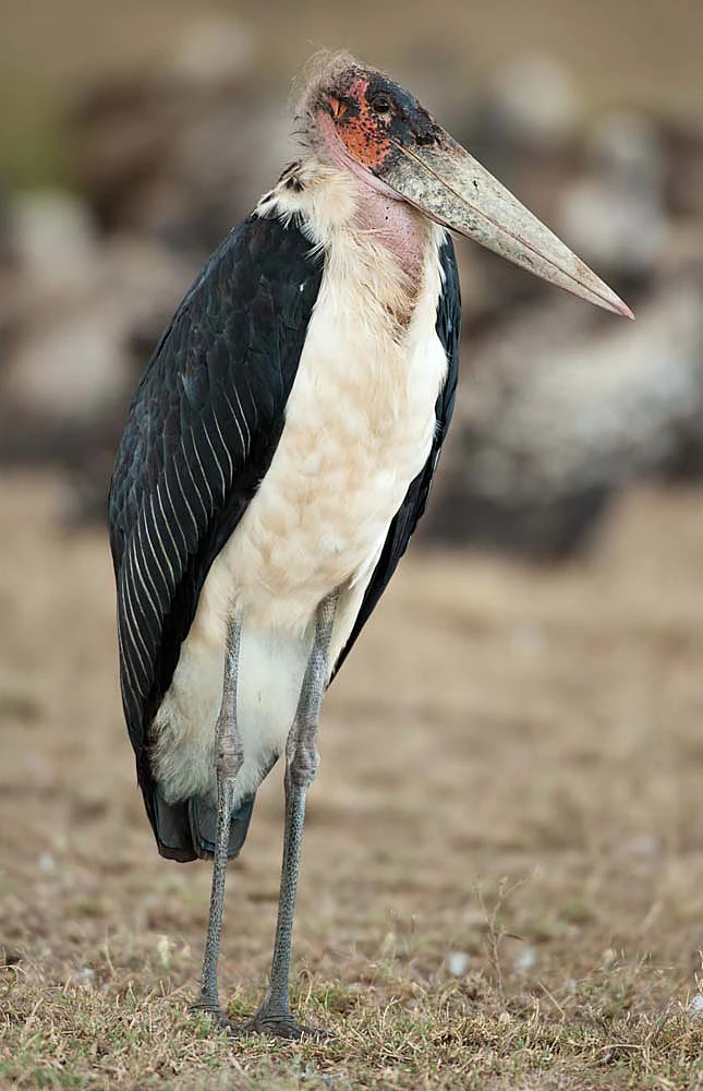 Marabou Stork | Animal Database | Fandom