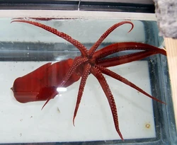 Octosquid | Animal Database | Fandom