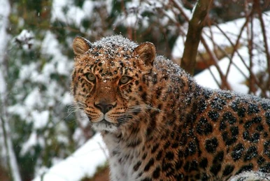 Pumapard