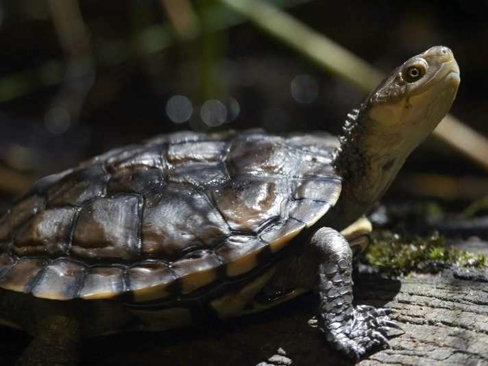 Western Swamp Tortoise | Animal Database | Fandom