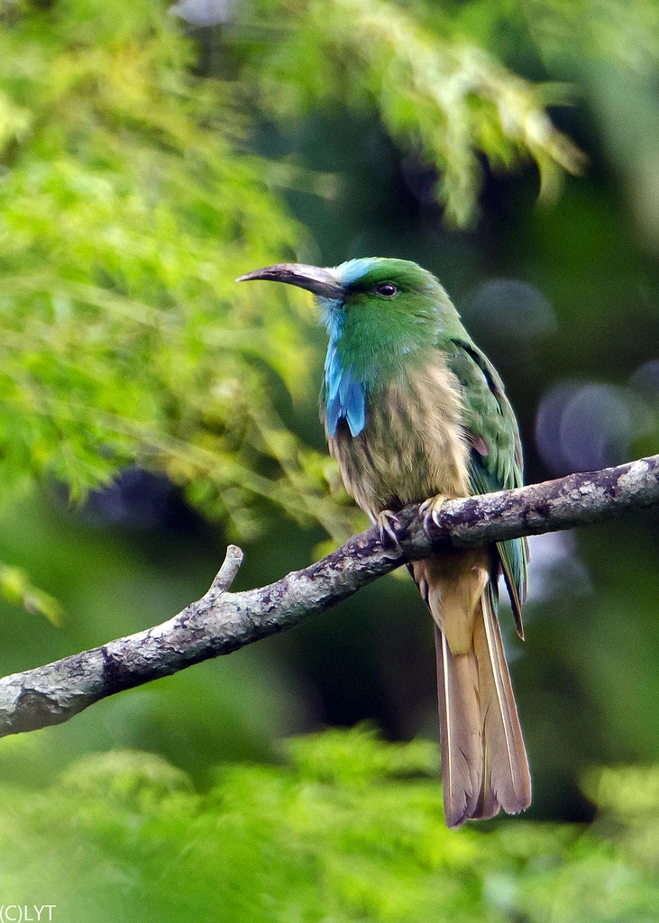 Blue-bearded Bee-eater | Animal Database | Fandom