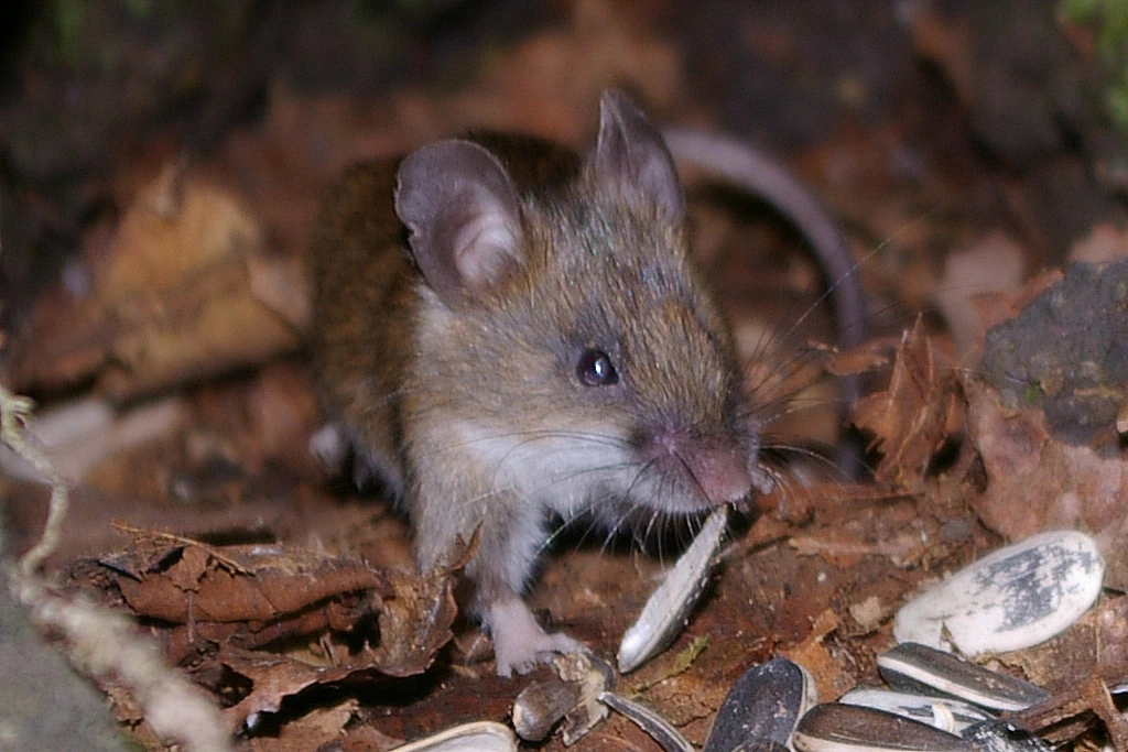 Small Japanese Field Mouse | Animal Database | Fandom