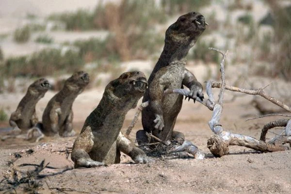 Diictodon | Animal Database | Fandom