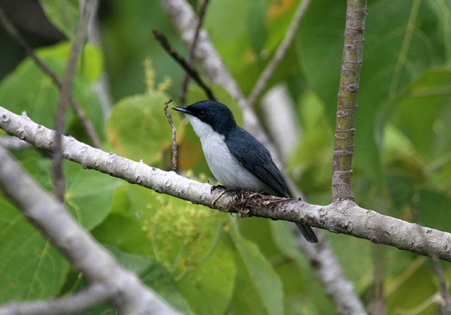 Moluccan Flycatcher | Animal Database | Fandom