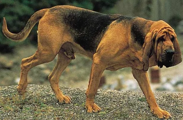 Bloodhound | Animal Database | Fandom