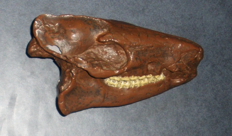 Pliolophus | Animal Database | Fandom