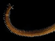 Eunice afra | Animal Database | Fandom