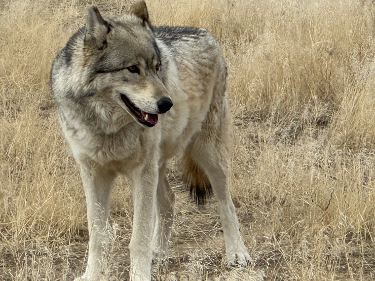 Great Plains Wolf | Animal Database | Fandom
