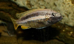 Melanochromis | Animal Database | Fandom